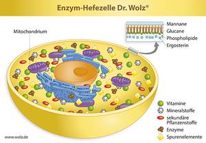 Enzyme yeast cells